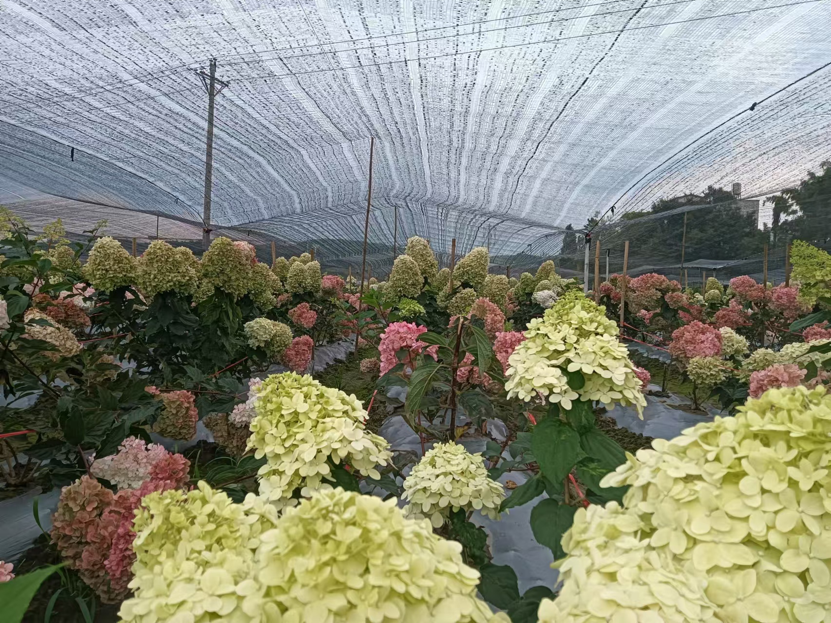 MIWU - Eternal Flower